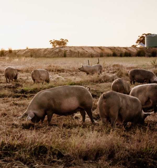 Three Ps of Quality - Ryan's Quality Meats